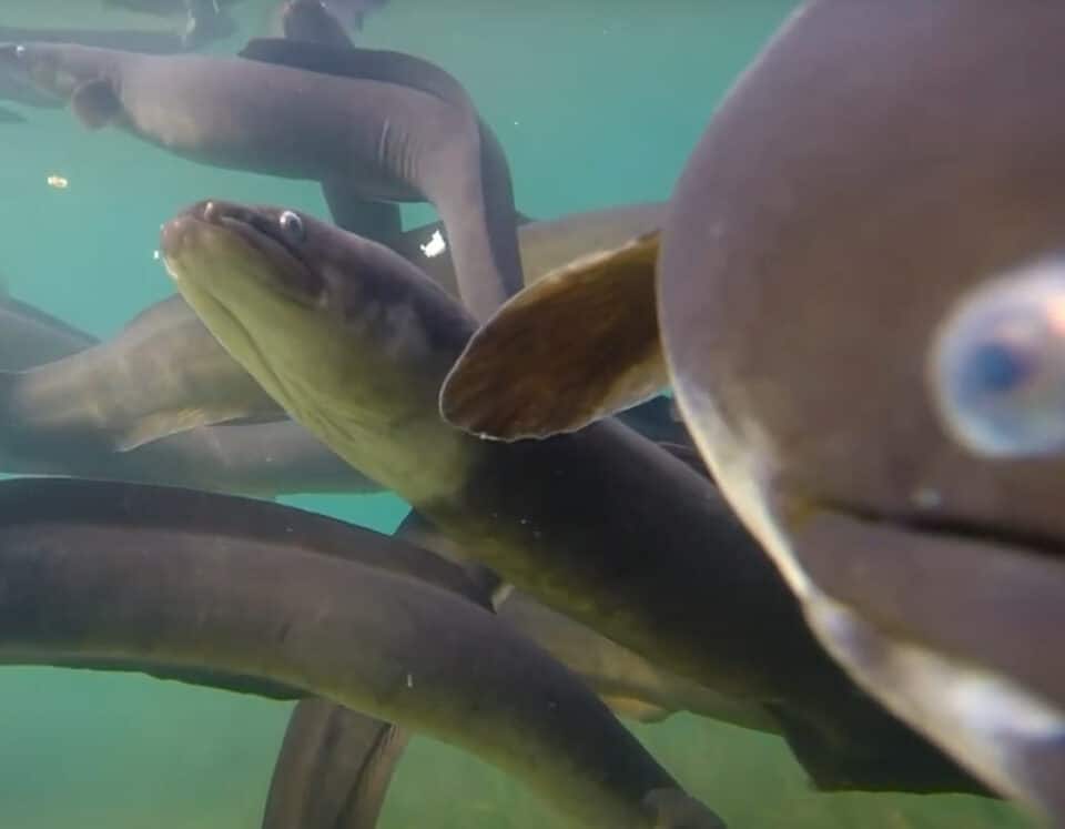 Explore Environmental DNA in New Zealand's Lakes