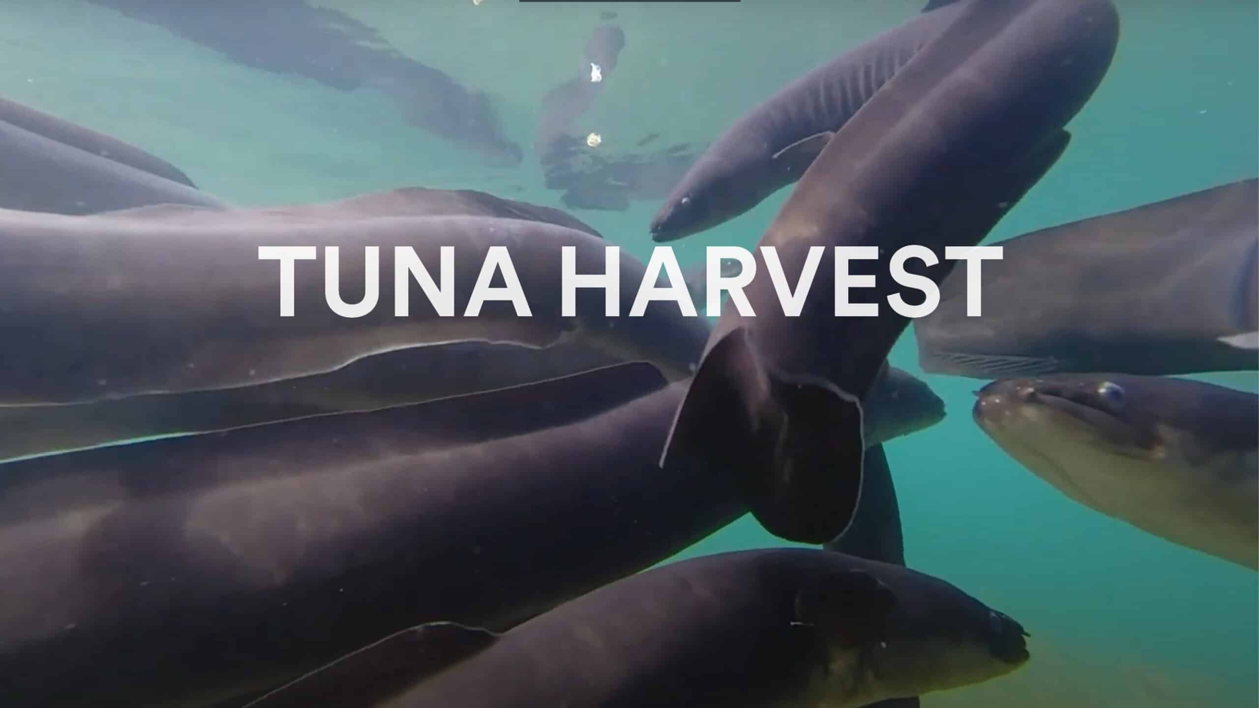 Sustainable Tuna Harvest at Our Lakes - Cawthron Institute
